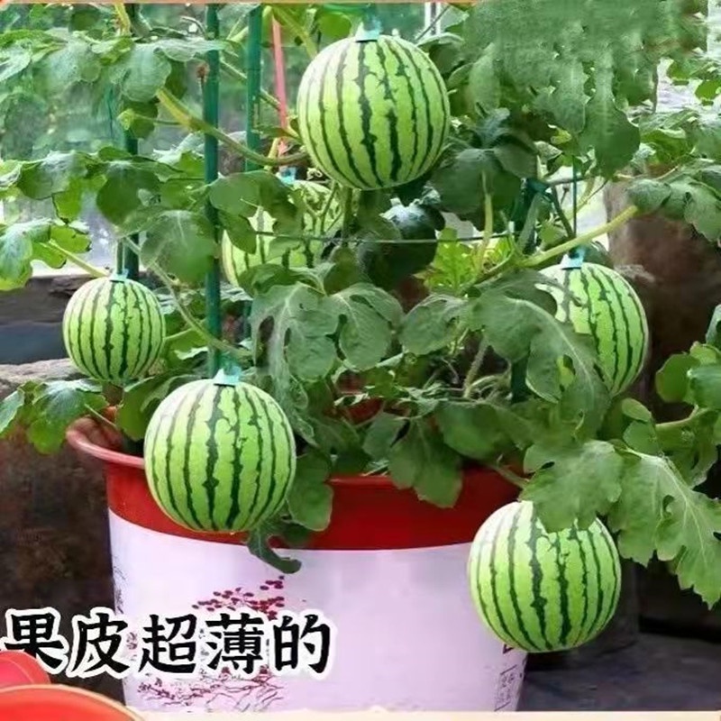 [Easy To Grow In Singapore] 20pcs Edible Dwarf Watermelon Seeds Fruit ...
