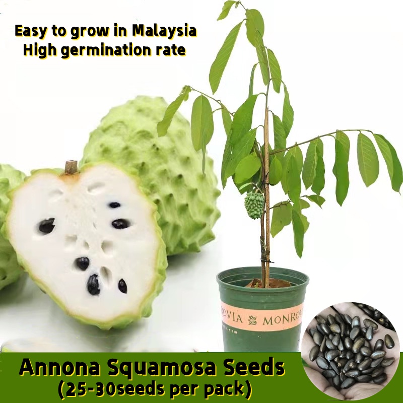 Dwarf Hybrid Sugar-apple Seeds 释迦果种子 Sweet Annona Squamosa Seeds for ...
