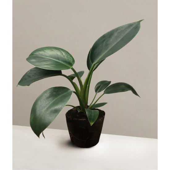 Philodendron Apple Green Plant - Fresh Gardening Indoor Plant Outdoor ...