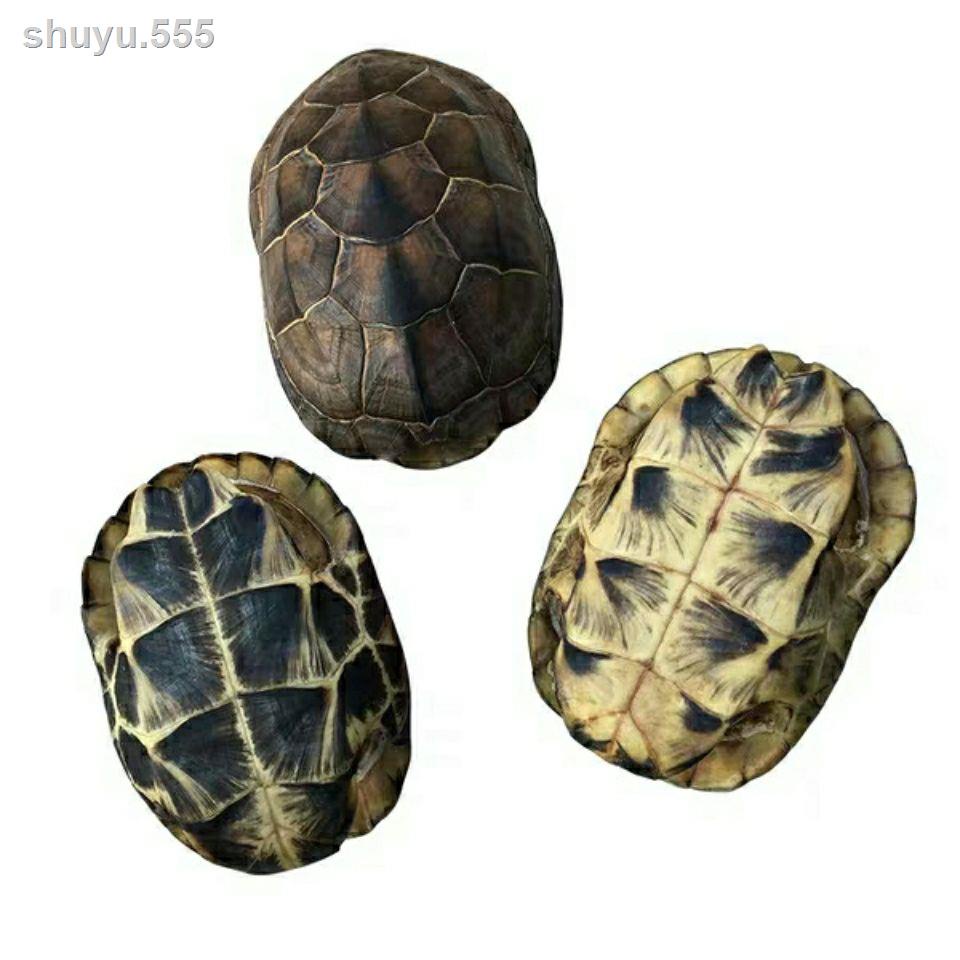 Natural Ranzhen Turtle Shell Divination Yao Gua Six Yao Fortune-telling ...