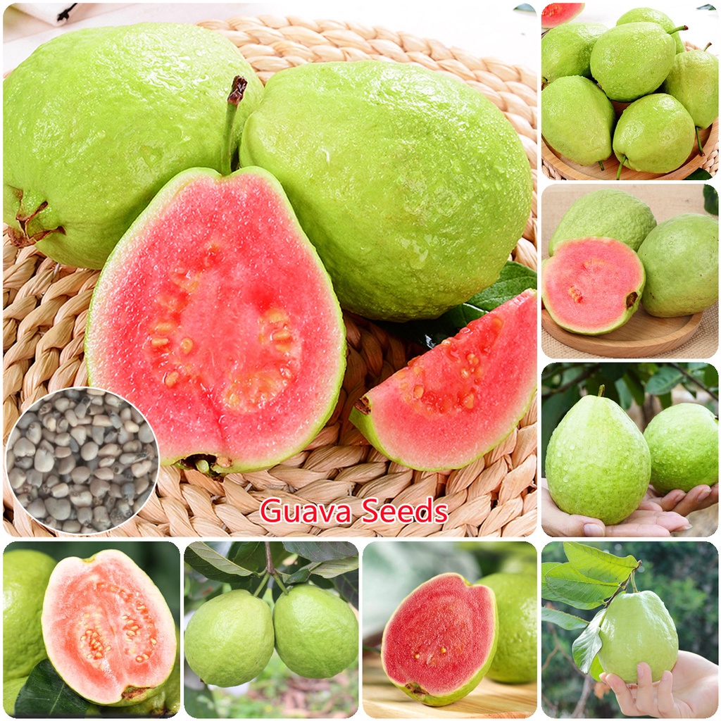 100% Original 100pcs Guava Seeds Fruit Tree Plants Bonsai Seeds for ...