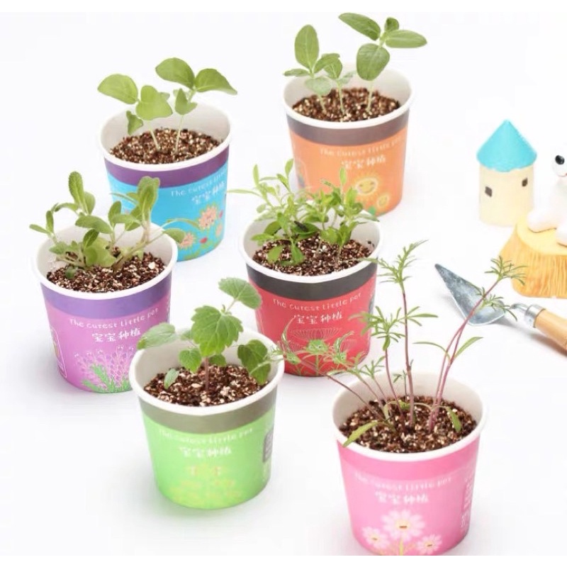 [SG Local Stock] Creative Office Mini Plant Potted Green Grass Planted ...