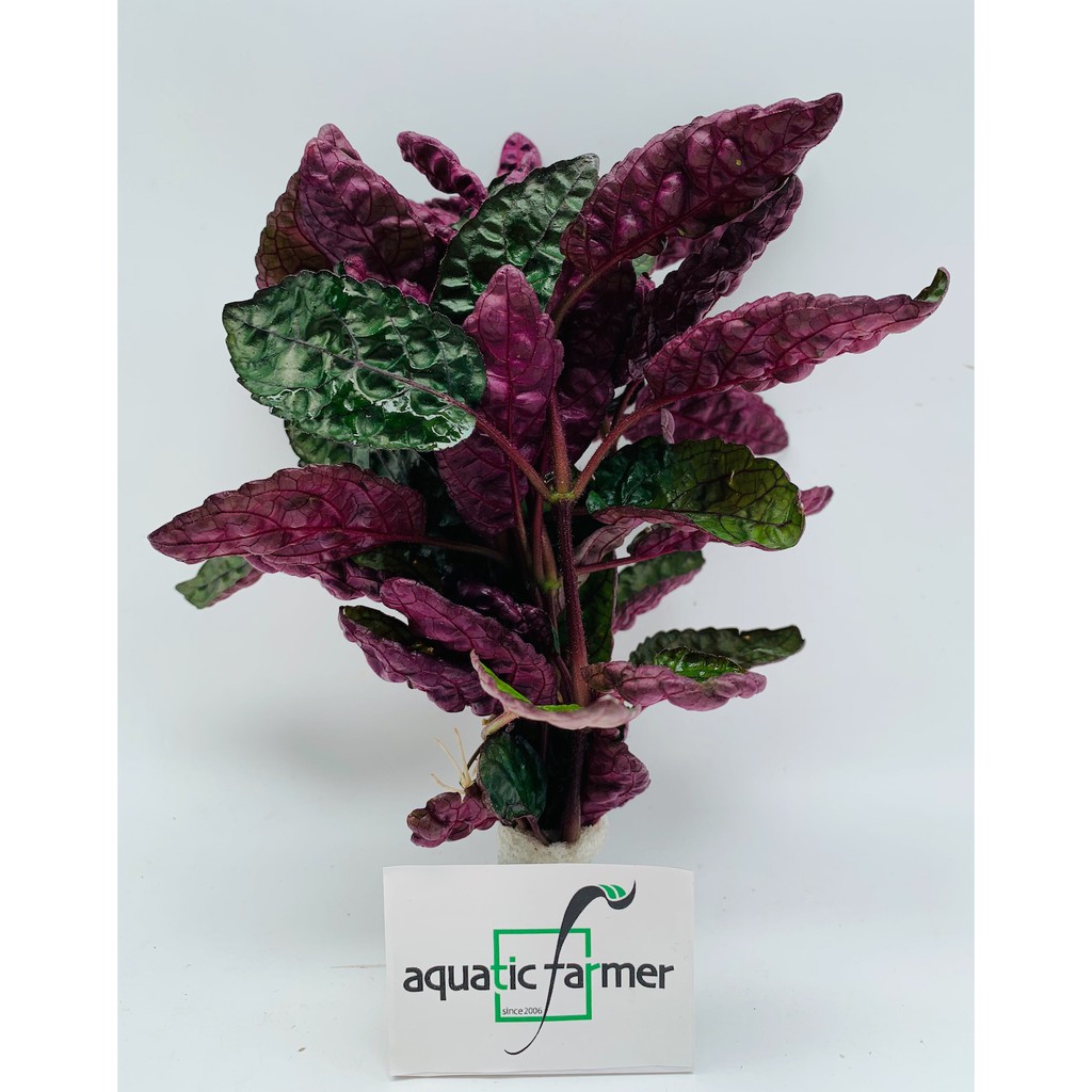 [SG READY STOCKS Live Terrarium Plant] Hemigraphis colorata in lead ...