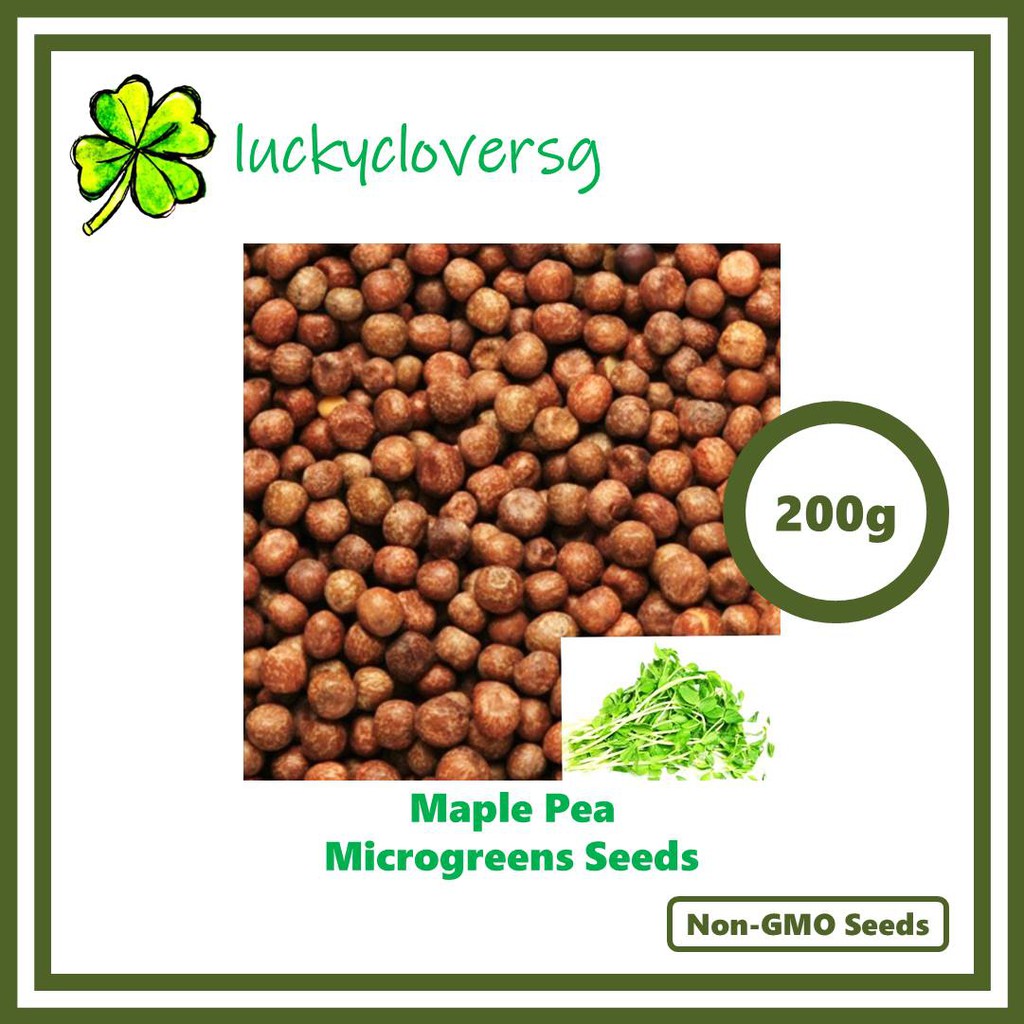 [200g, 500g, 800g, 2000g] Maple Pea Sprouts Dou Miao Seeds Microgreen ...