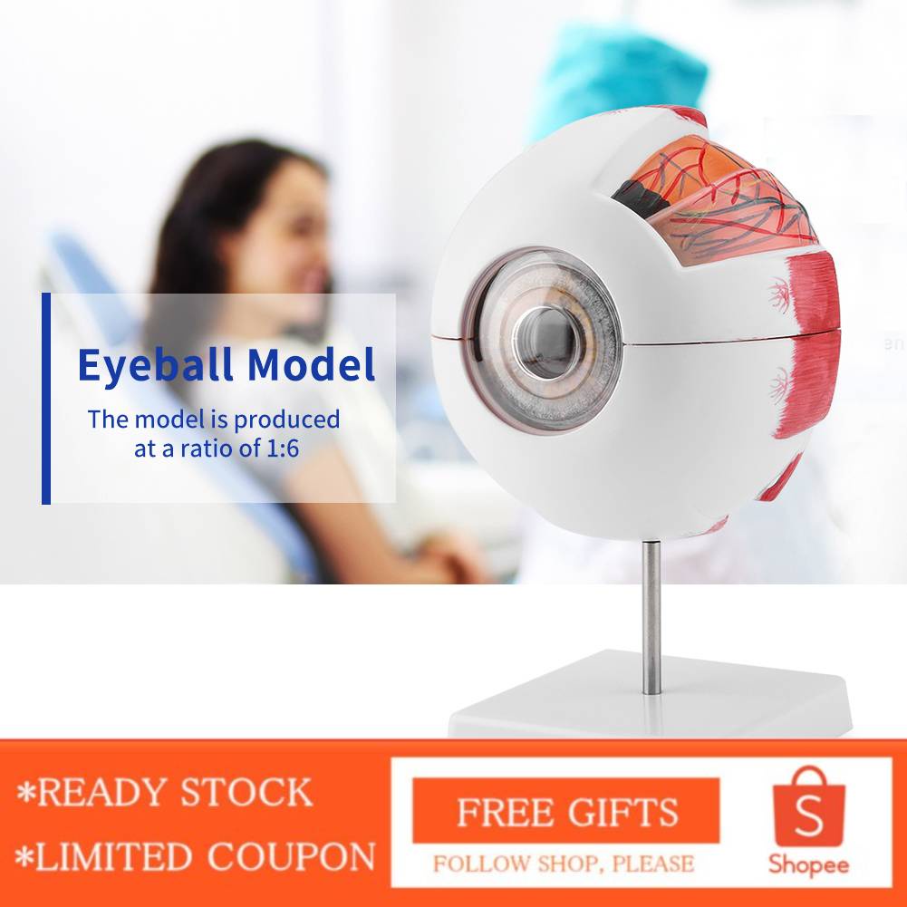 [READY STOCK] 6X Human Eye Teaching Eyeball Model for Magnification ...