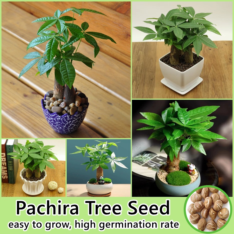 [100% Original Seed] Pachira macrocarpa Seed Money Tree Plants Seeds (1pack 2 seeds) Ornamental ...