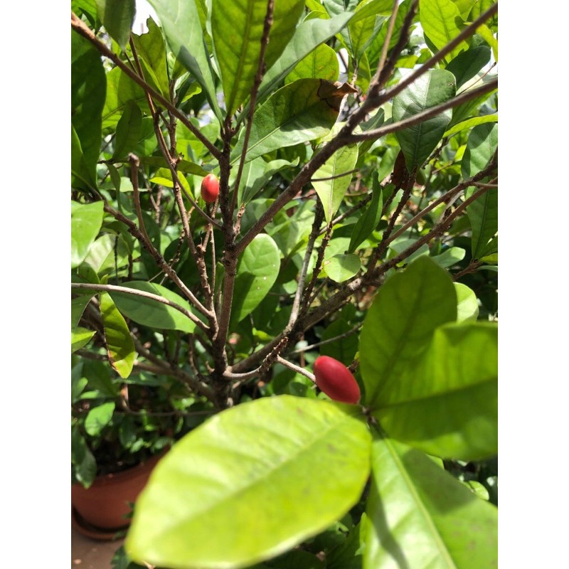 Fruiting African Miracle Berry/ Fruit potted plant (Outdoor/planted in ...