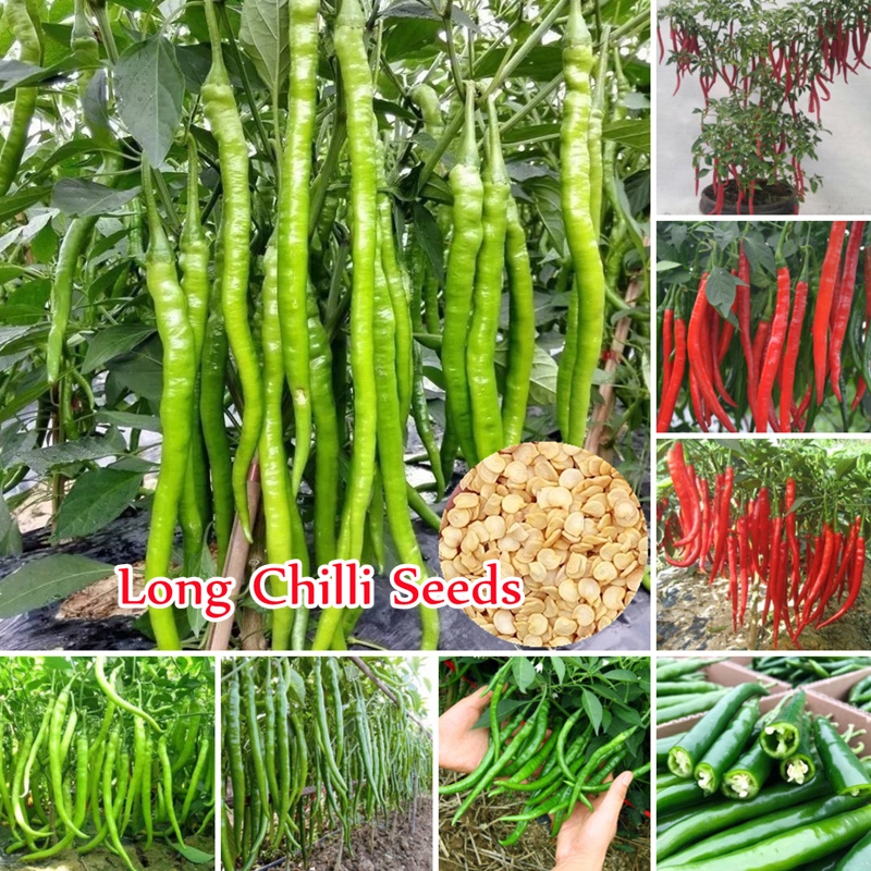 100% Authentic Long Chilli Seeds for Planting (50 Seeds ) Organic Long ...