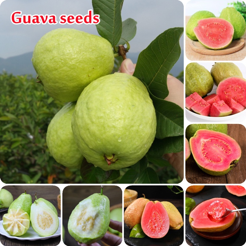 100% Original Guava Seeds for Planting (100 Seeds Per Bag) Fruit Seeds ...
