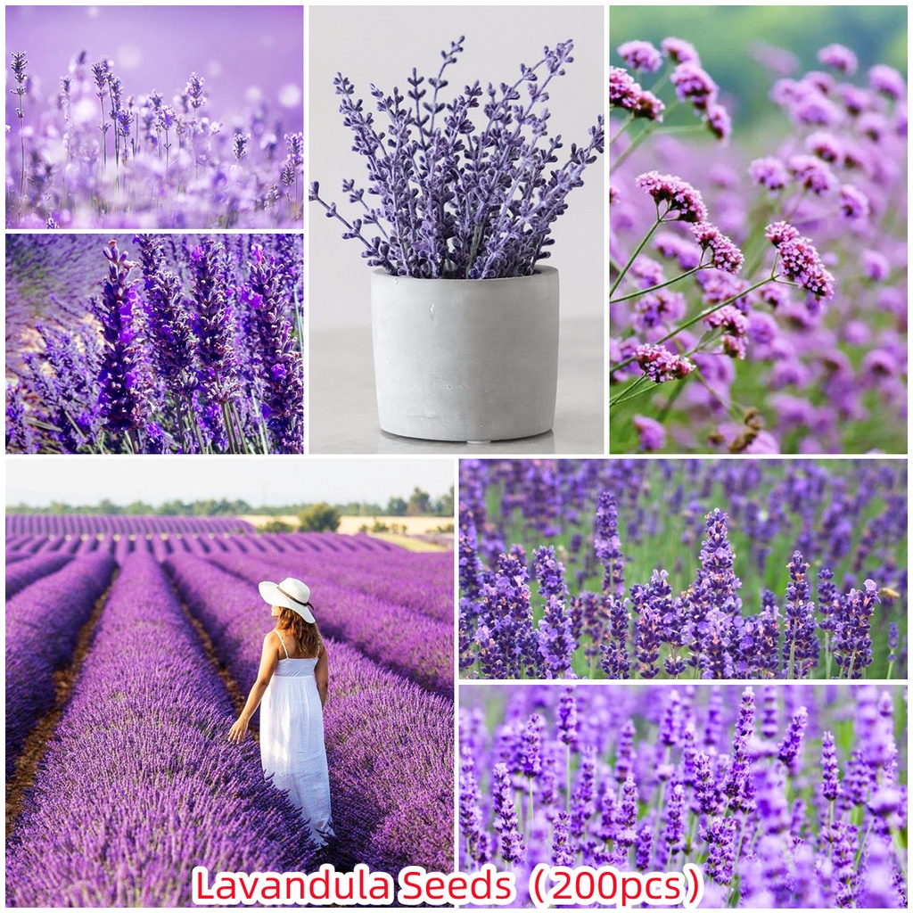 Singapore Ready Stock Lavender Lavandula 200 Seeds Per Pack Flower ...