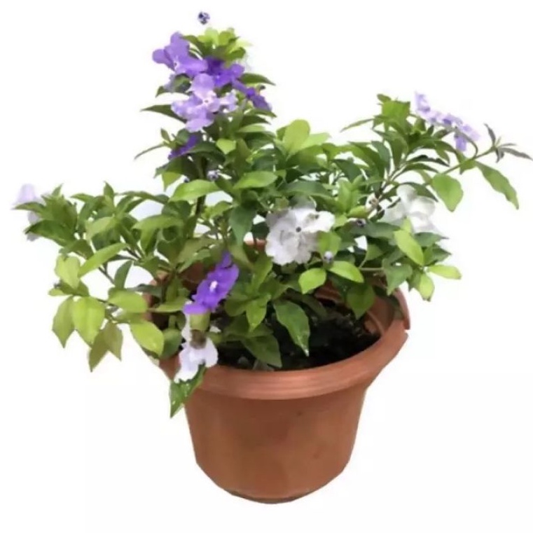 Brunfelsia pauciflora, Yesterday Today and Tomorrow, Morning Noon ...