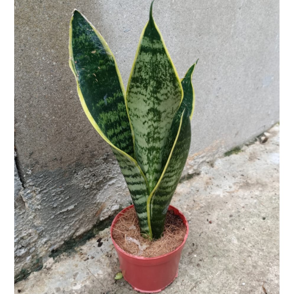 Sansevieria Futura Superba (1 Plant) in 8cm Pot *Houseplant* #snake ...