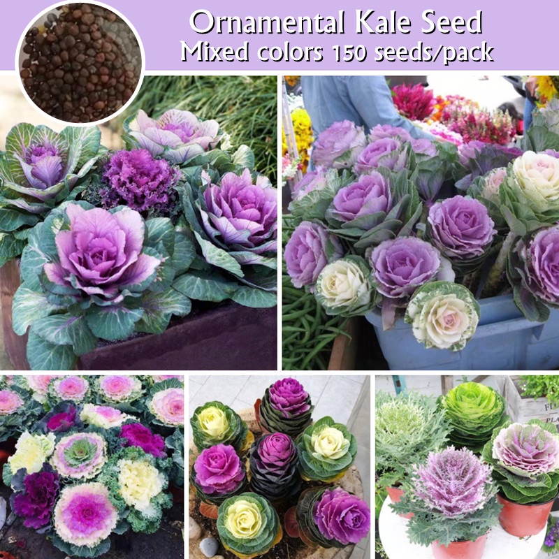 150pcs/pack Rare Colorful Ornamental Kale Flower Seeds for Planting ...
