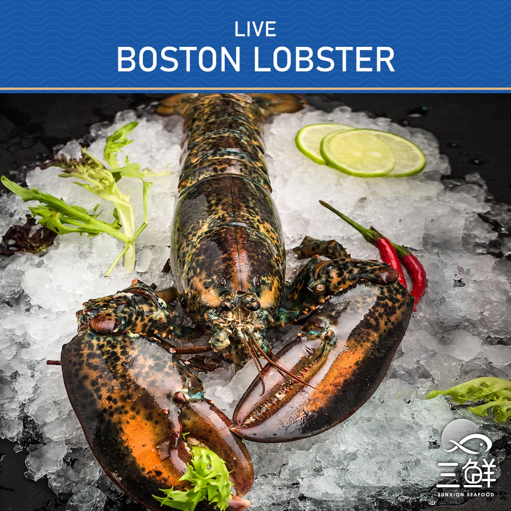 Live Boston Lobster (波士顿龙虾) | Shopee Singapore
