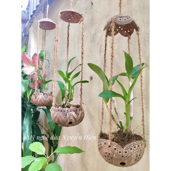[Selection] Cheap Coconut Shell Pots for Growing Orchids | Shopee Singapore