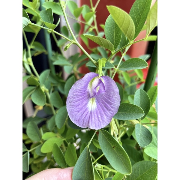 Lilac Butterfly Pea Flower Potted Plant (Outdoors/balcony) | Shopee ...