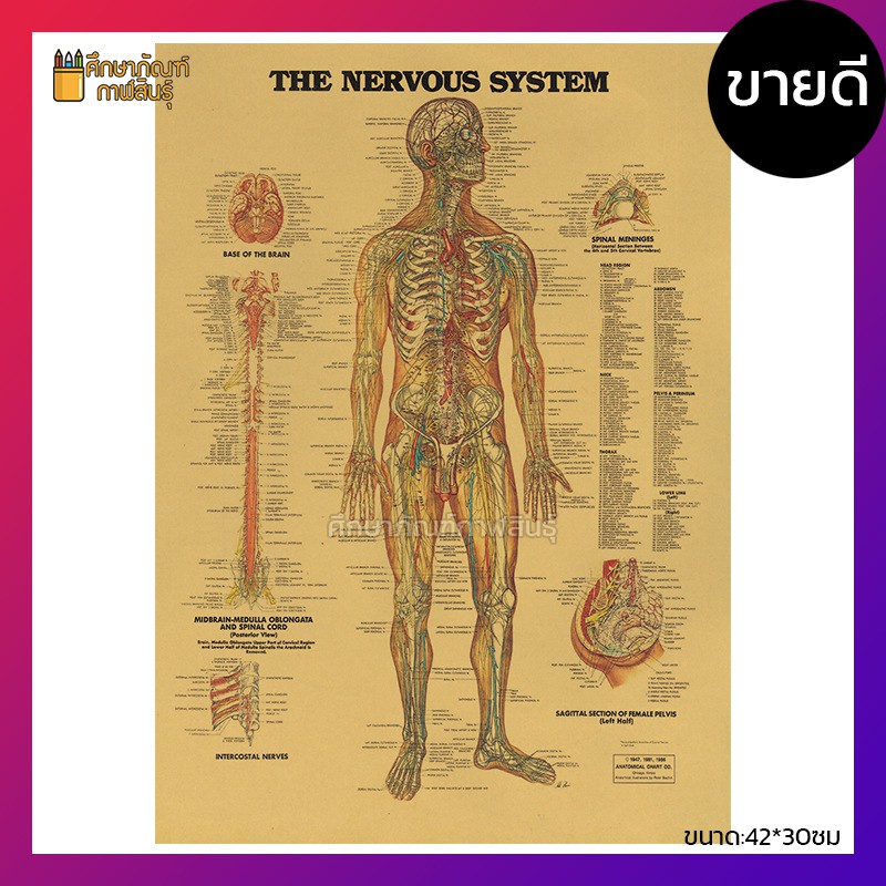 The Nervous System Anatomy Poster Picture Human Body Vintage Style For ...