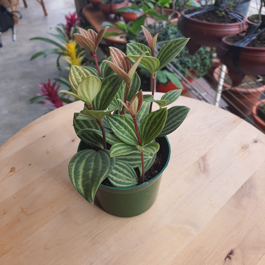 Peperomia puteolata/ Parallel Peperomia / Chinese Money Plant/ Radiator ...