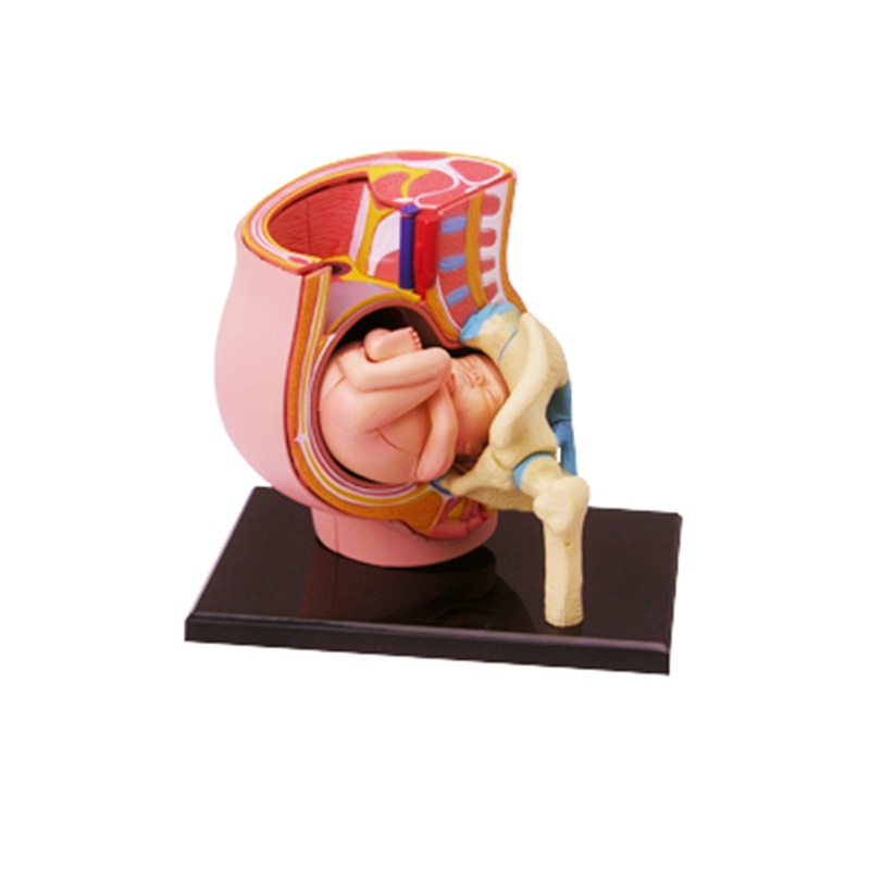 Monstermarketing 4D Human Pelvis Pregnancy Anatomy Educational Model ...
