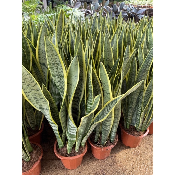 Sansevieria Golden Snake plant 0.8m heights real live plant free ...
