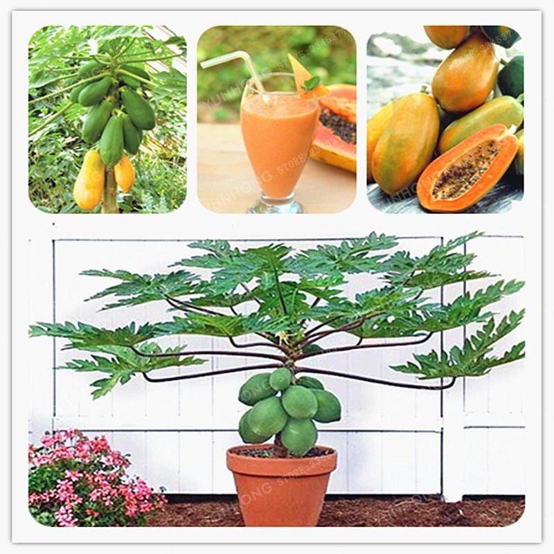 Singapore Ready Stock 10 pcs Seeds/bag Maradol Papaya Seeds Bonsai ...