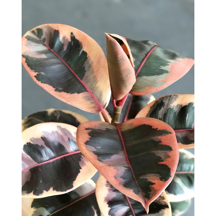 Ficus Ruby Plant Plant - Fresh Gardening Indoor Plant Outdoor Plants ...