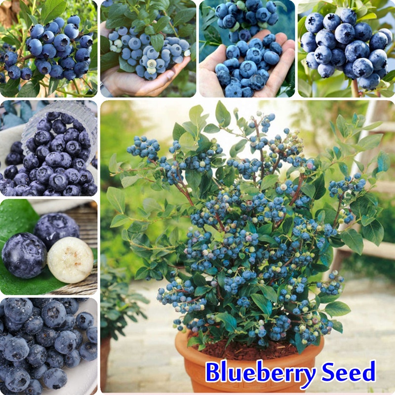 30 Seeds Blueberry Seed for Planting American Giant Blueberry Plant ...