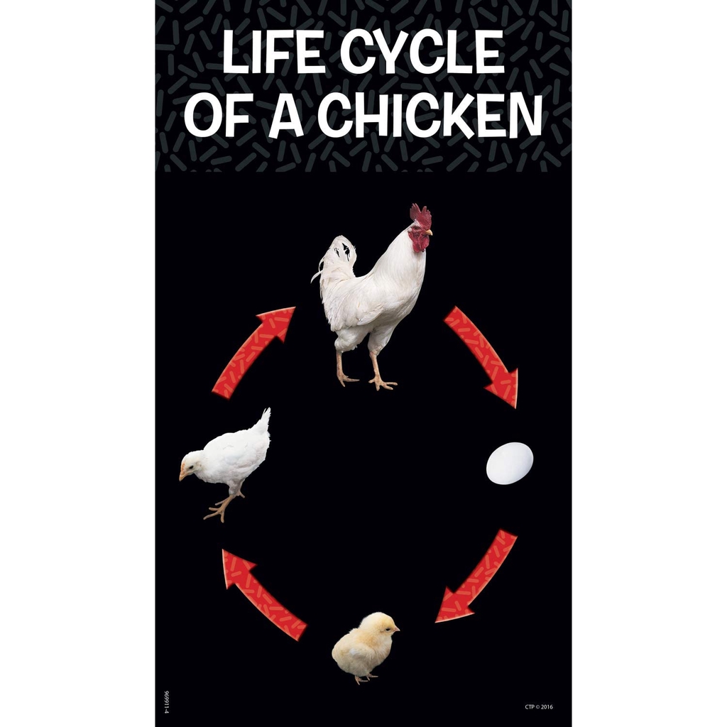 BNIP: Creative Teaching Press Life Cycles STEM Mini Bulletin Board Set ...