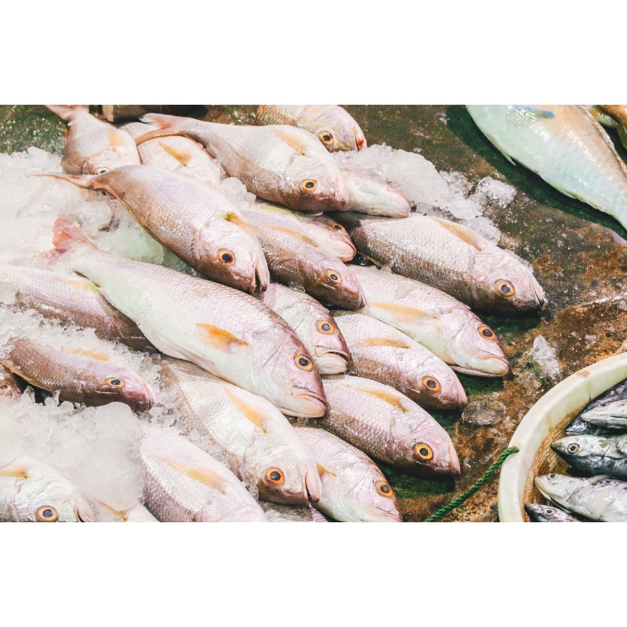 White Snapper (450-550g) | Shopee Singapore