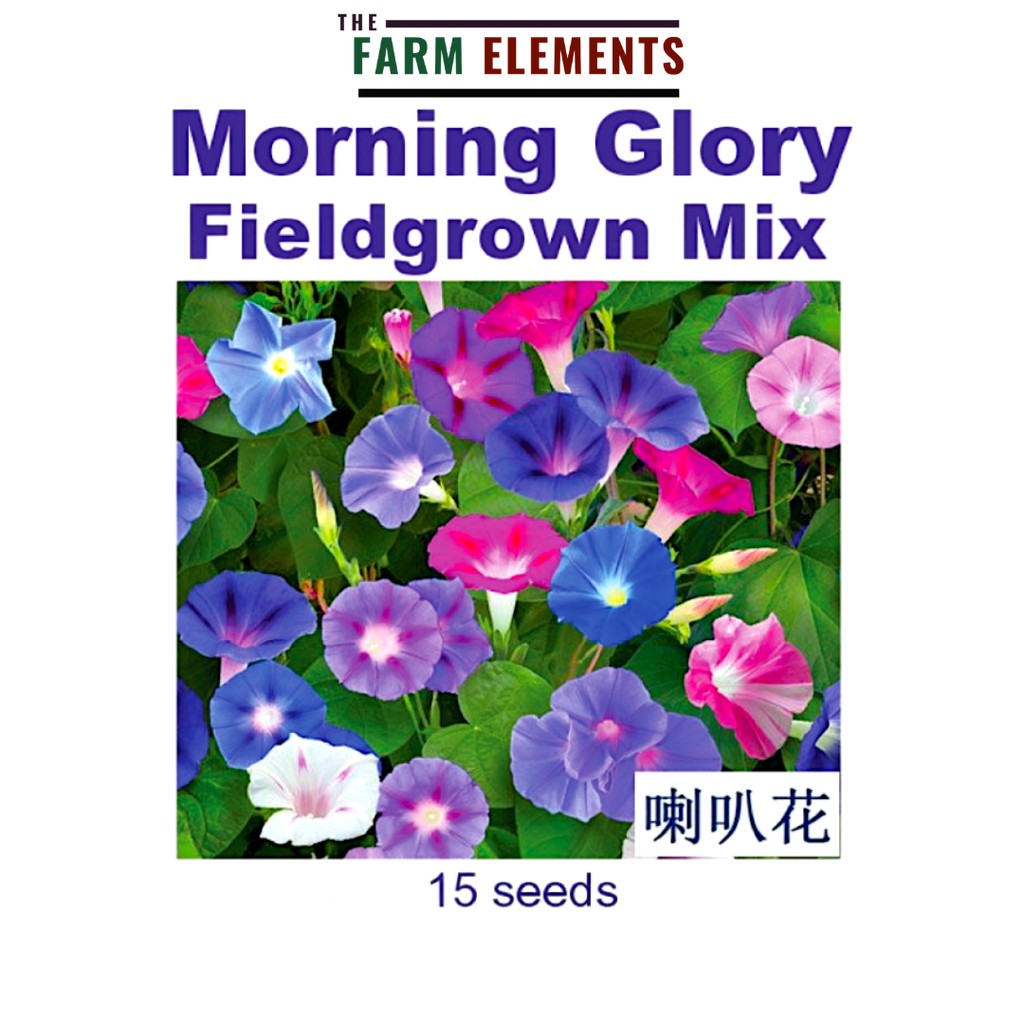 Wellgrow Morning Glory Fieldgrown Mix (Ipomoea purpurea) (15 sds) WHT ...
