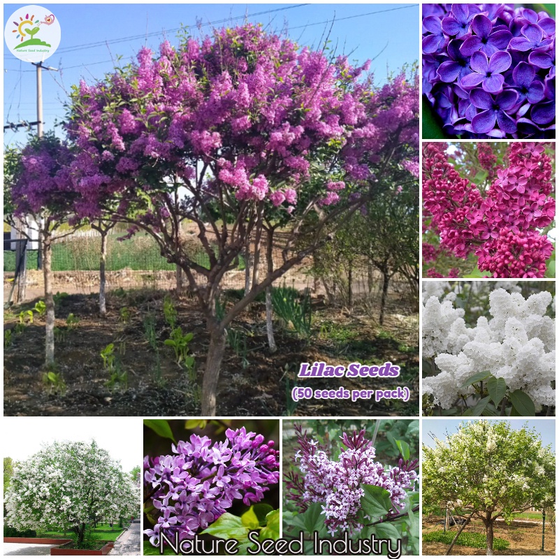 [High Germination] Rare Lilac Seeds for Planting (50pcs seeds/pack ...