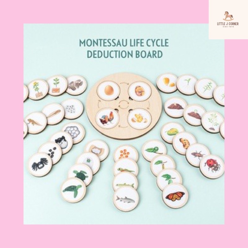 Kids Toys Biological Evolution Tray Life Growth Cycle Deduction Board ...