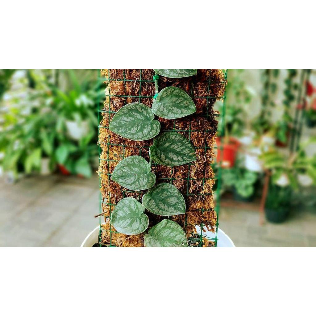 Sindo - Exotic Monstera Dubia Fresh Cutting Enhance Your Indoor Jungle ...