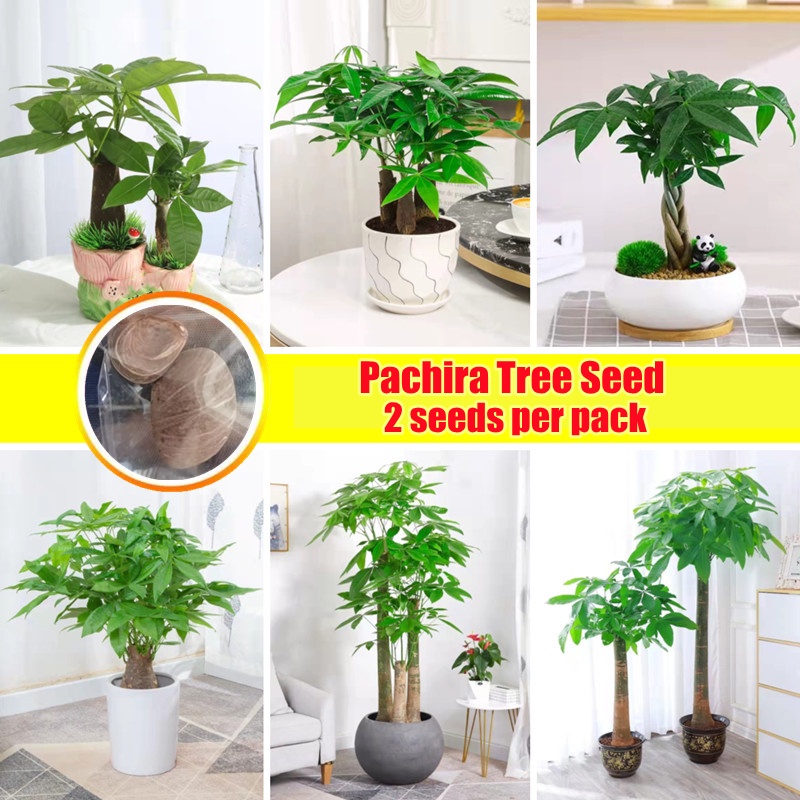 2 Seeds/pack Fresh Pachira Money Tree Seeds for Planting Flowers Bonsai ...