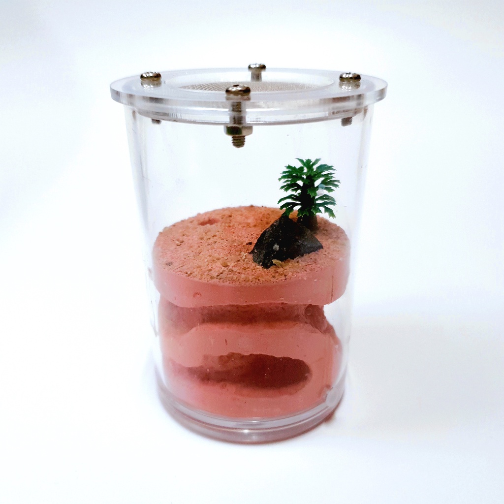 Mini Cylinder Formicarium - Ant Keeping Ant Farm Ant Nest Ant ...