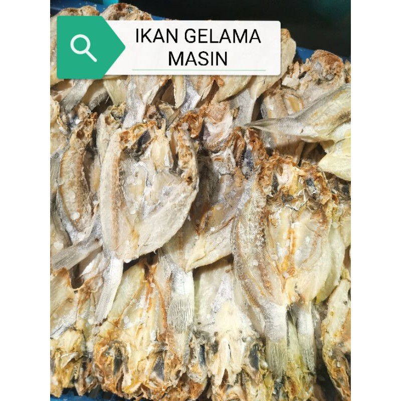 Viral Salted Gelama Belah Fish / Round Gelama Fish, Delicious Fresh ...