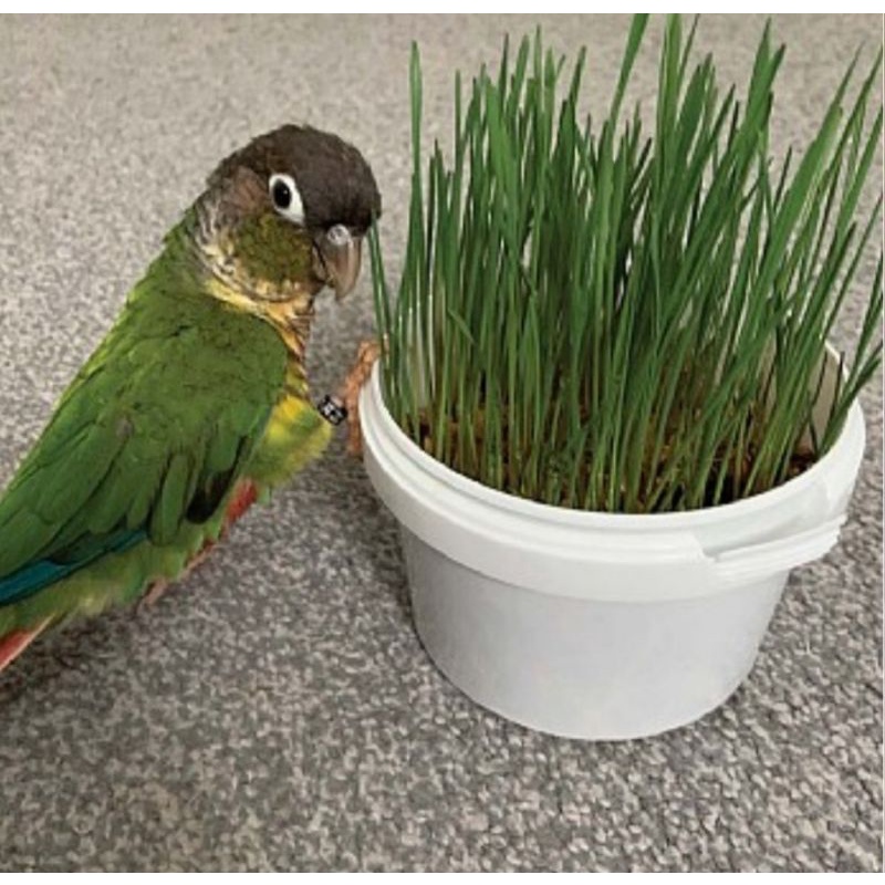 Parrot Cafe Organic Wheat Grass Parrot Treat - Grow Your Own | Shopee ...