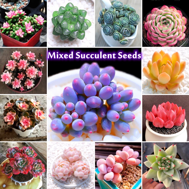 Ready Stock Good Quality Mixed Rare Succulent Seeds (100 Seeds Per Pack ...