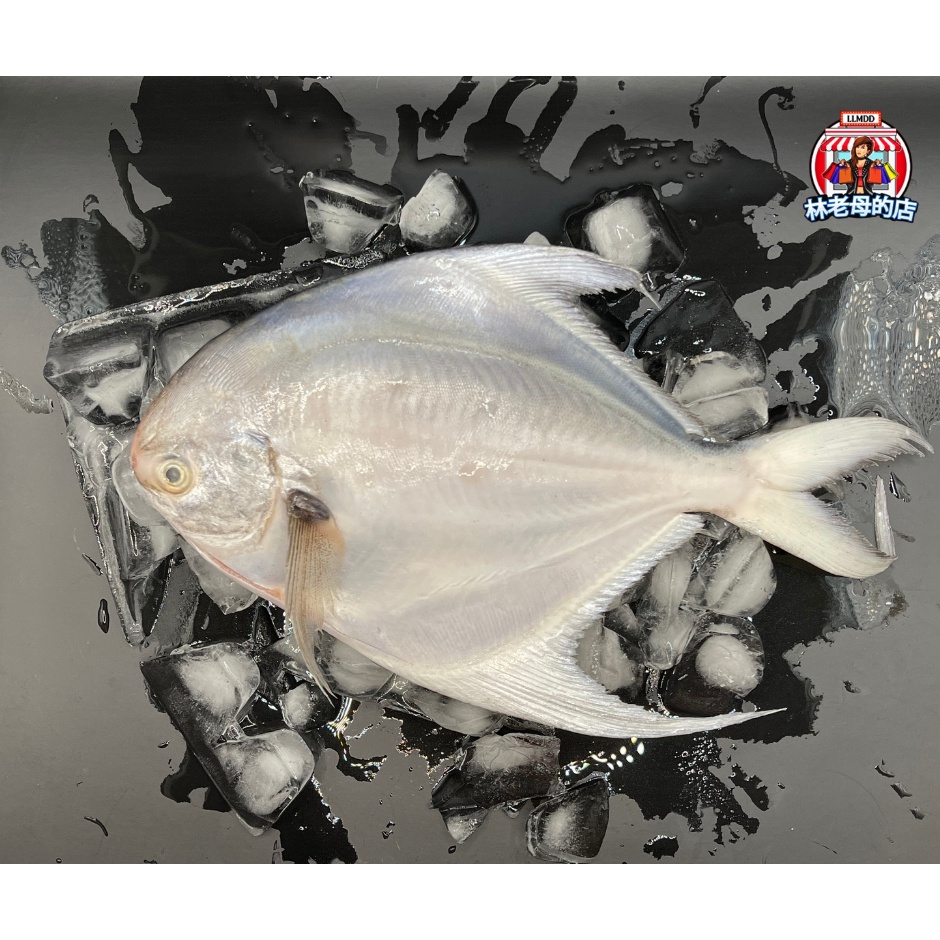 Fresh White Pomfret ($42 200g-300g) | Shopee Singapore