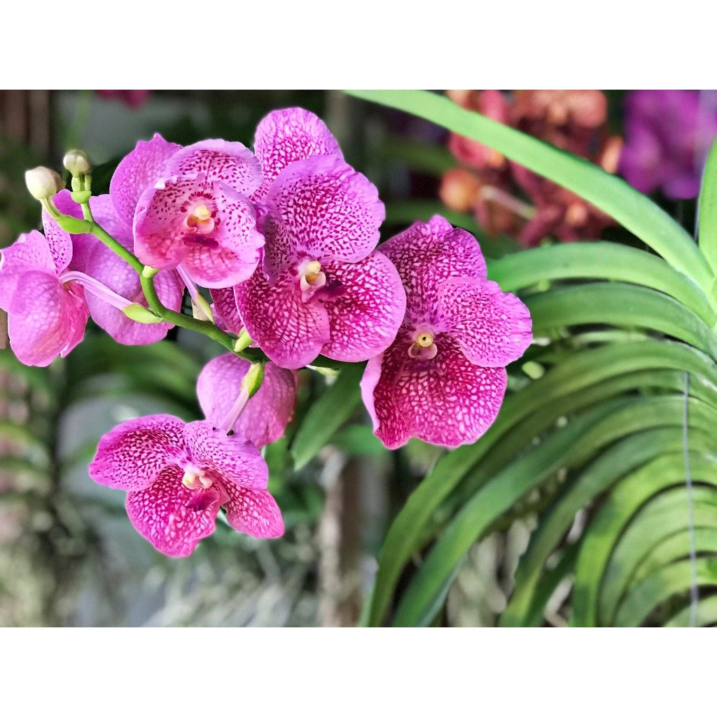 Ornamental Vanda Pink Orchid Potted Flower Plant - Fresh Gardening ...