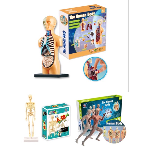 3D Human Skeleton Organ Assembly Model Human Body Educational Toys ...
