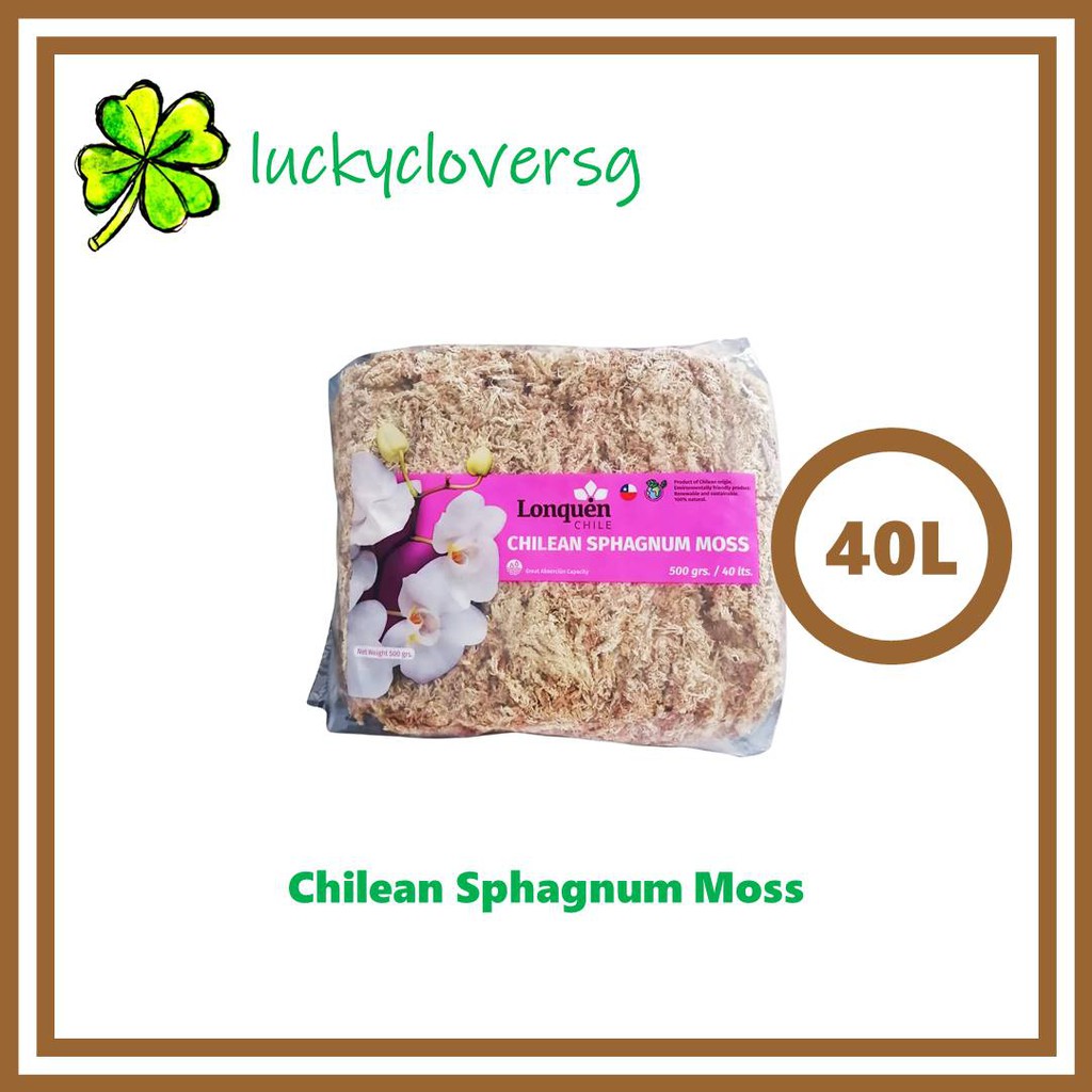 [50g, 12L, 40L, 80L] Chilean Sphagnum Moss For Gardening / Mixing Into ...