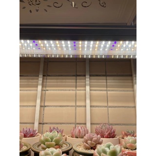 |UV LED Grow Light Full Spectrum| UVA & UVB to Boost Indoor Succulents ...