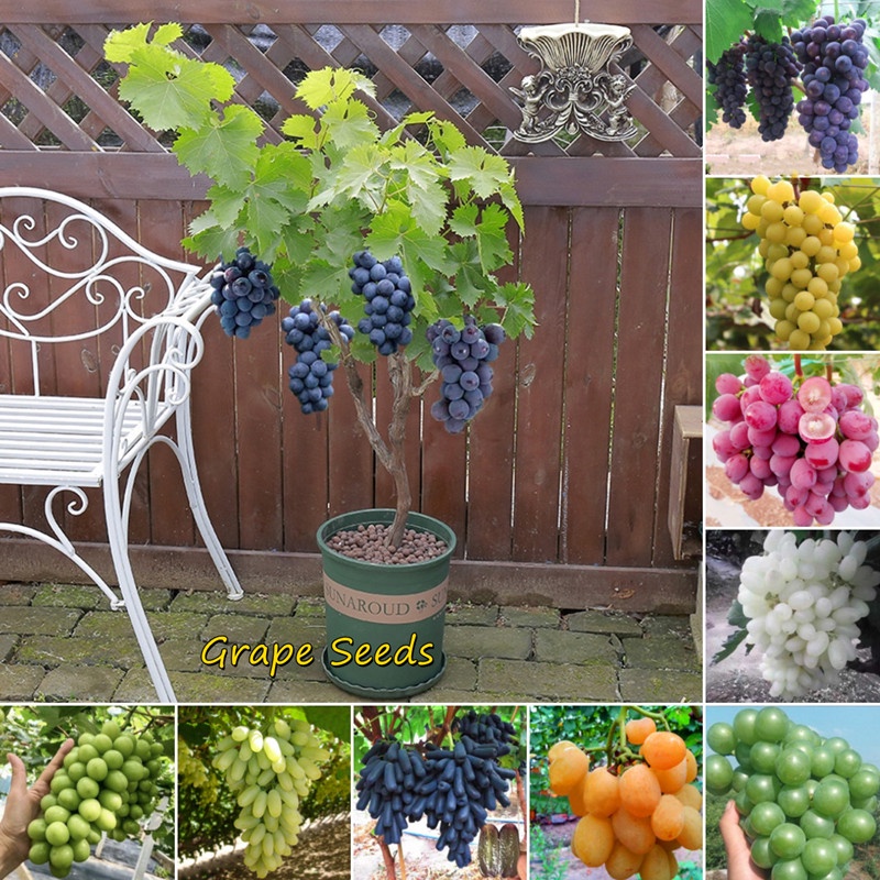High Quality Grape Seeds for Planting (100 Seeds Per Pack) Fruit Seeds ...