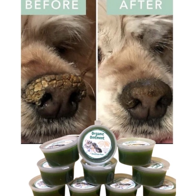 MDC Madre De Cacao Ointment 70grams | Shopee Singapore