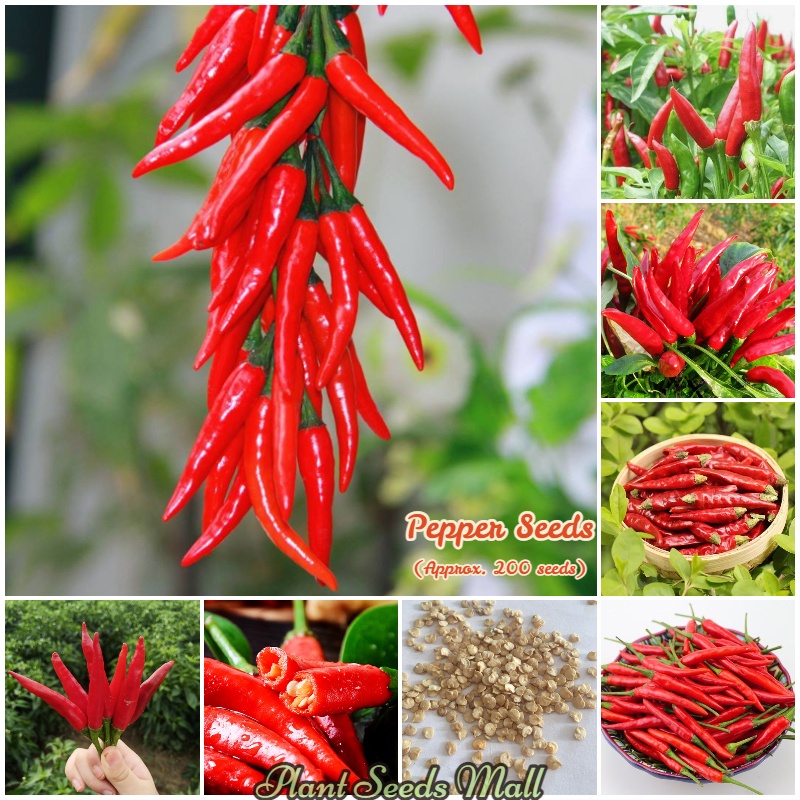 [High Germination] Super-Spicy Red Hot Chili Pepper Seeds for Sale ...