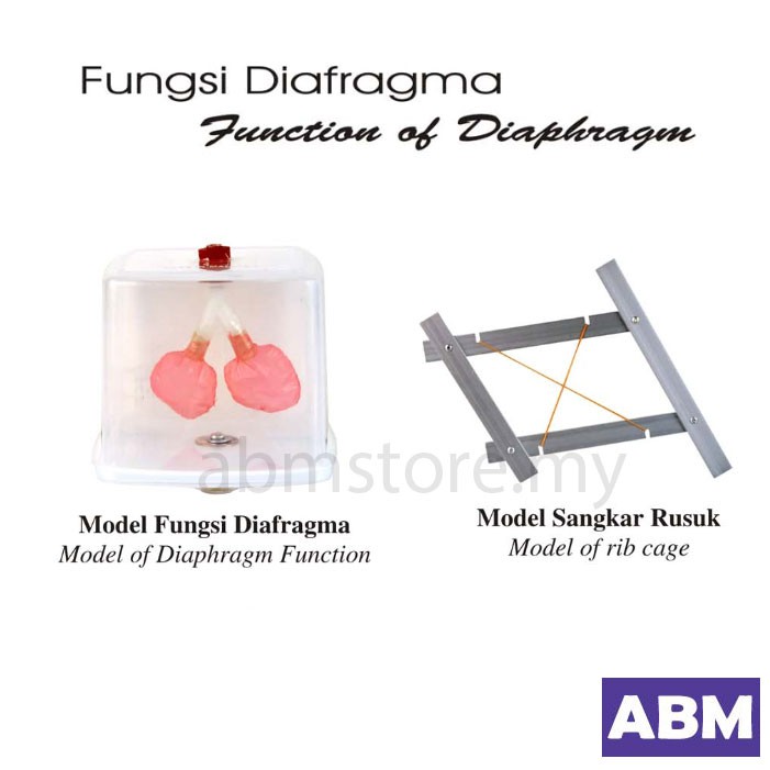 Set Model of Diaphragm Function & Model of Rib Cage (Fungsi Diafragma ...