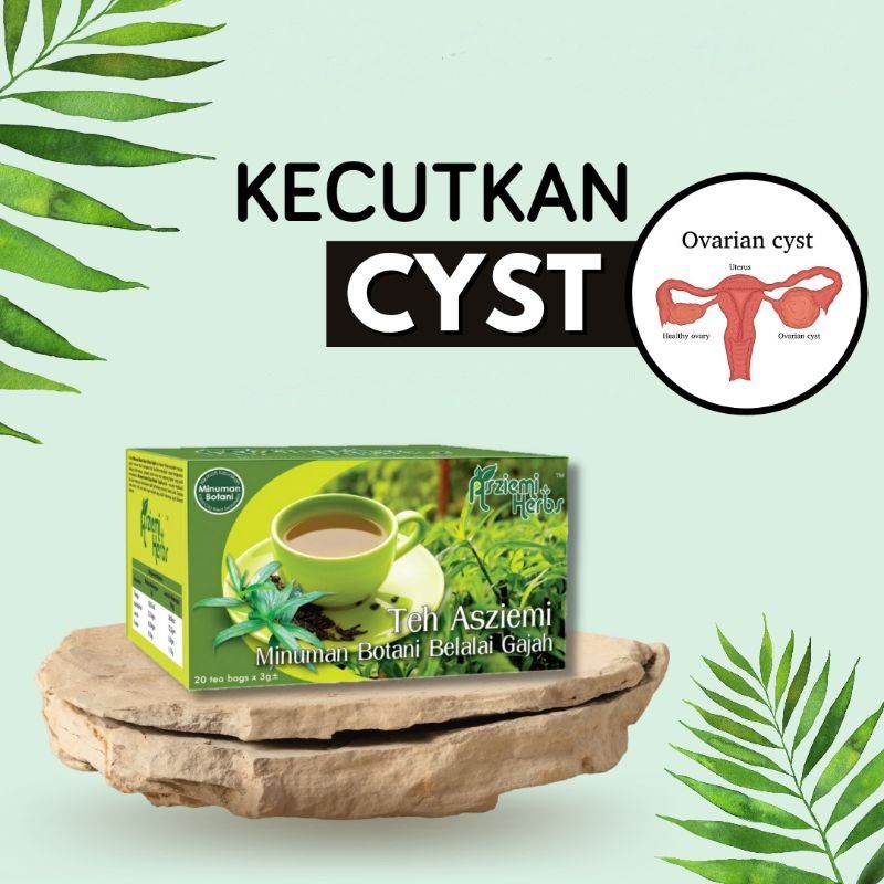 Cyst Ovari - Asziemi Herbs Elephant Trunk Tea | Shopee Singapore