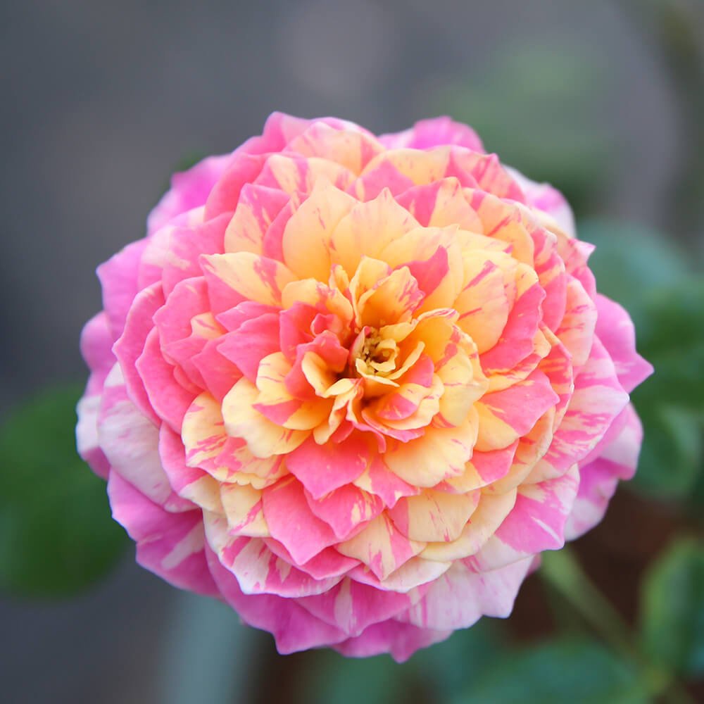 Claude Monet tree Rose in Pink with Lemon Yellow Stripes | Shopee Singapore