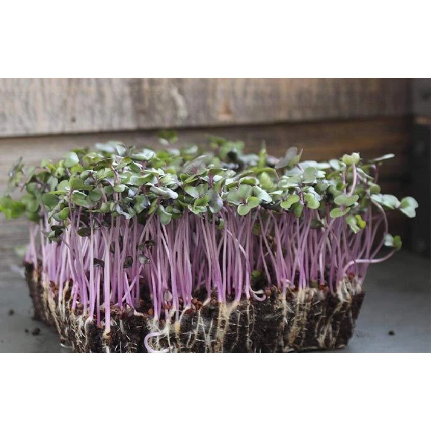 Cabbage - Red Acre Vegetable Seeds for Sprouting & Growing Microgreens ...